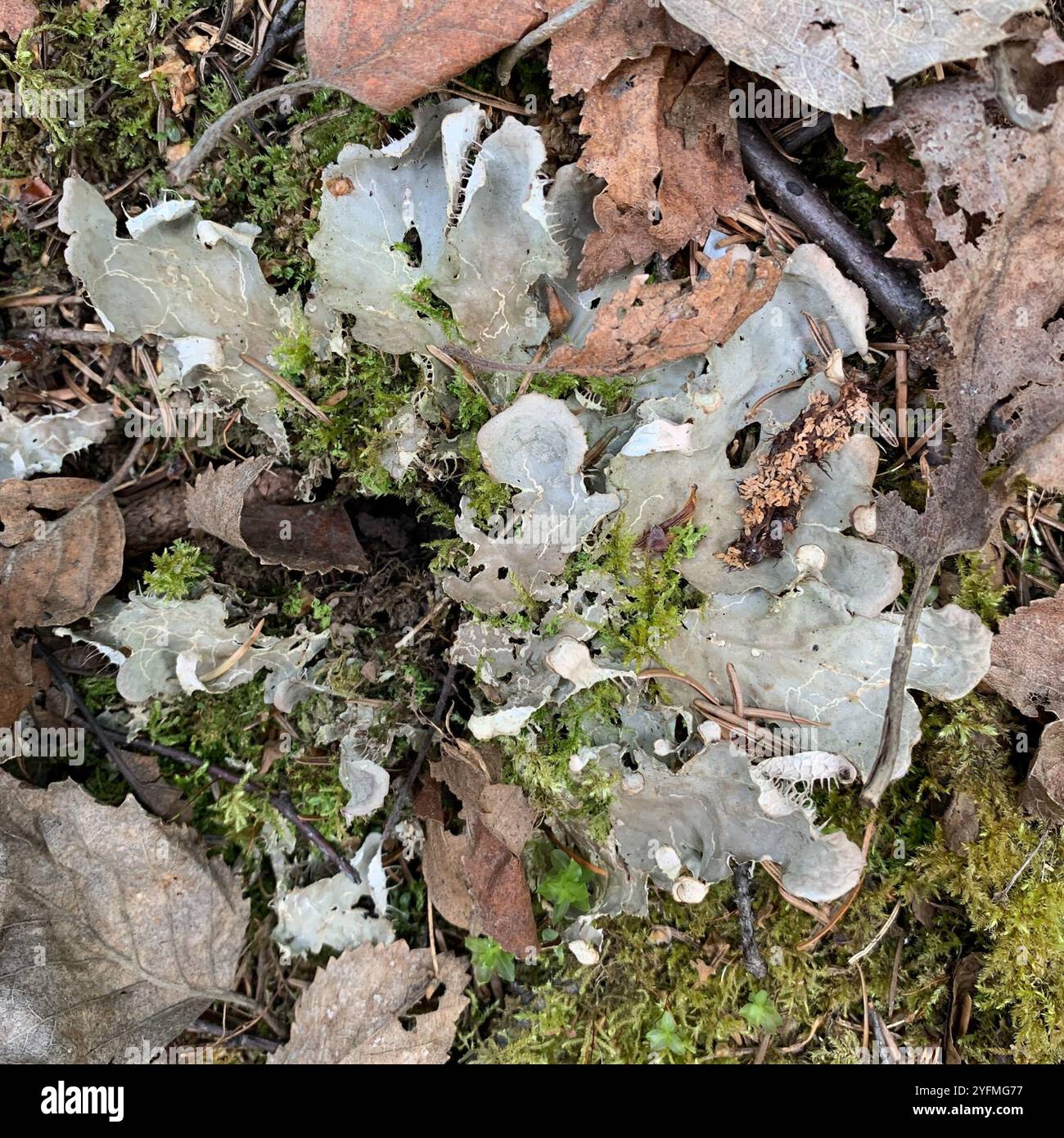 dog pelt lichen (Peltigera canina Stock Photo - Alamy