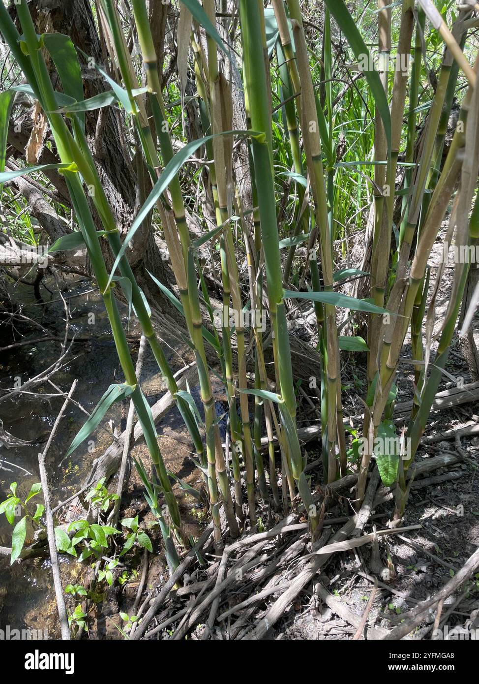 giant reed (Arundo donax Stock Photo - Alamy