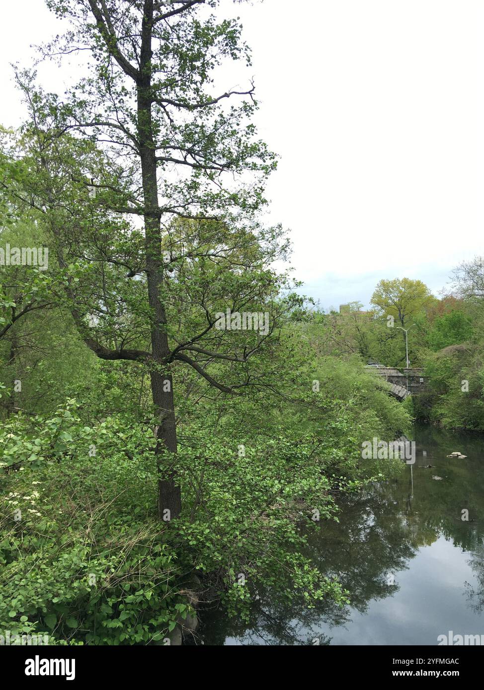 common alder (Alnus glutinosa Stock Photo - Alamy