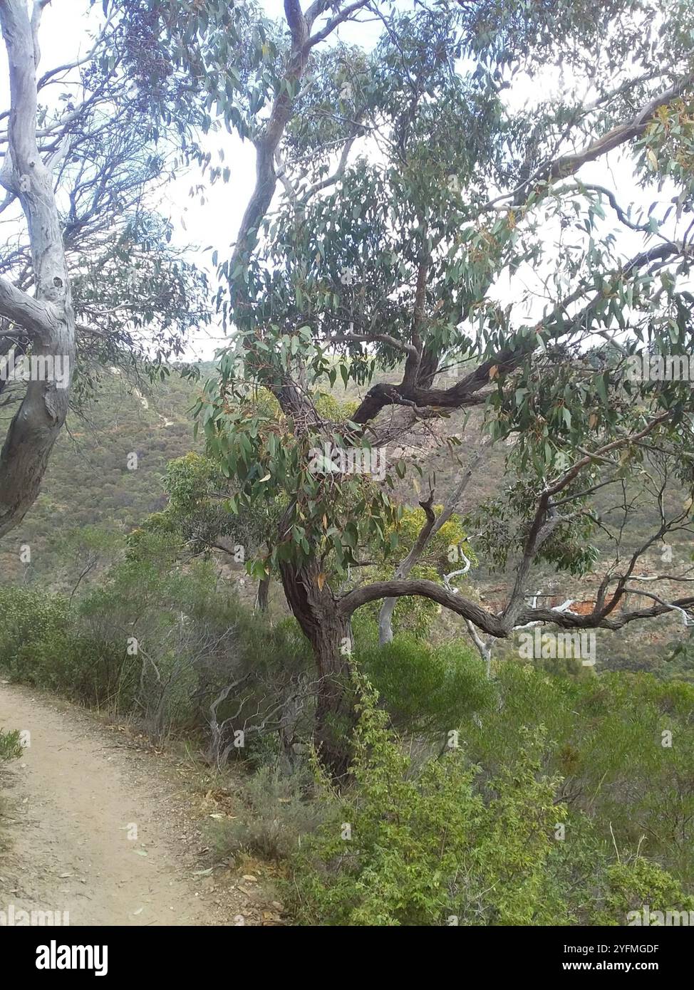 Brown Stringybark (Eucalyptus baxteri Stock Photo - Alamy