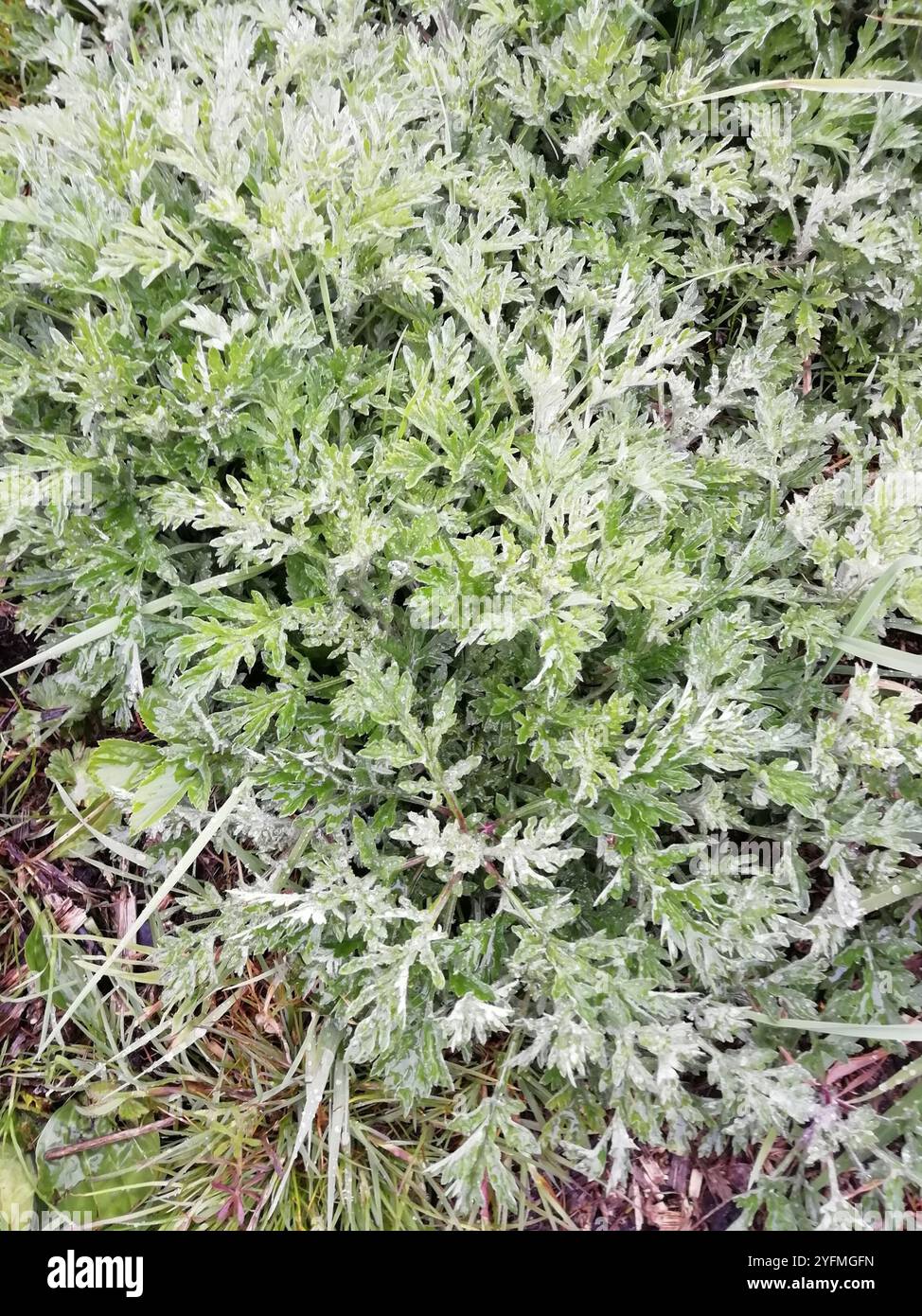 common mugwort (Artemisia vulgaris Stock Photo - Alamy