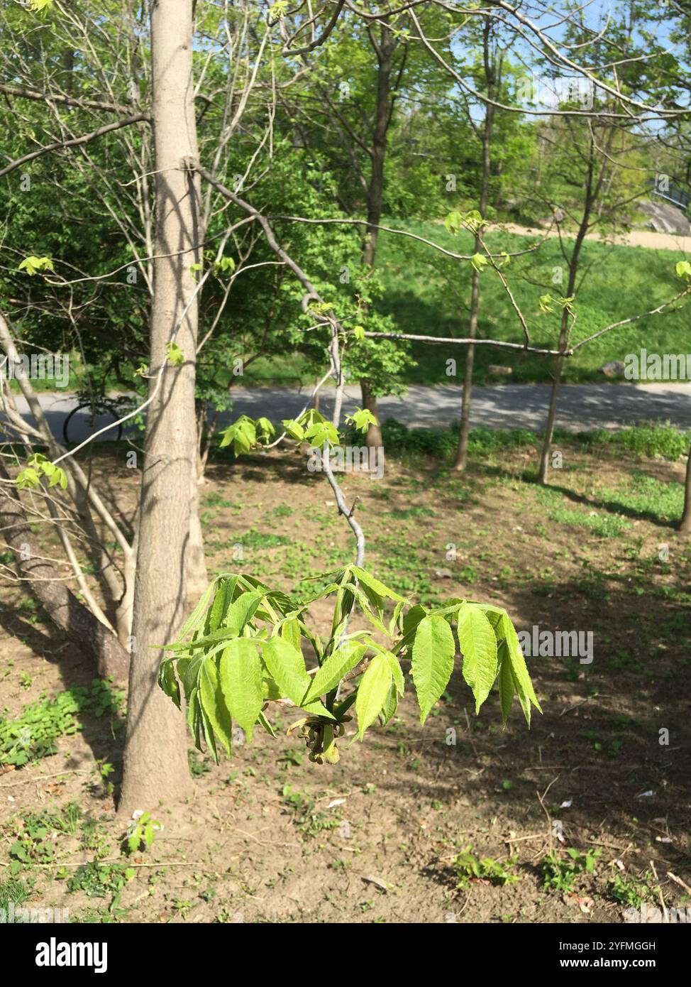 bitternut hickory (Carya cordiformis Stock Photo - Alamy