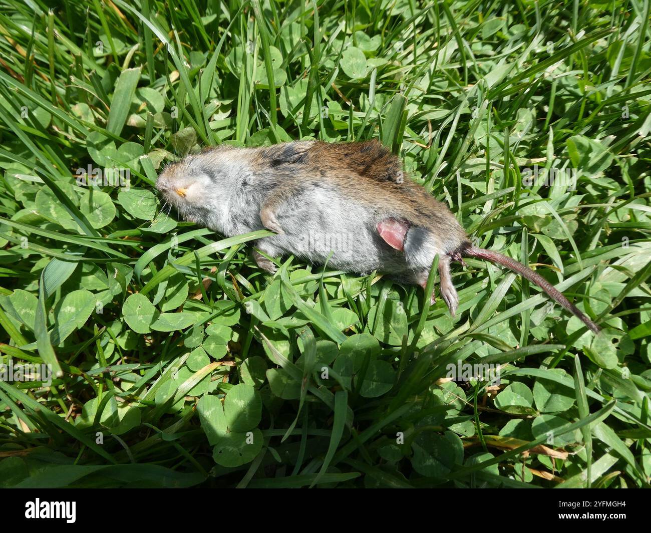 Microtus pennsylvanicus hi-res stock photography and images - Alamy