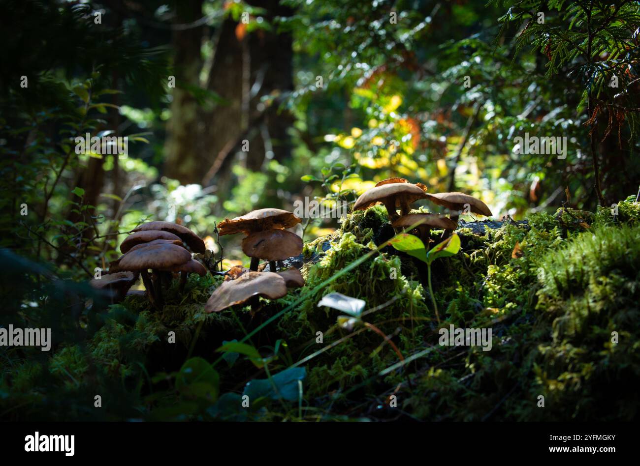 Amerique quebec hi-res stock photography and images - Alamy