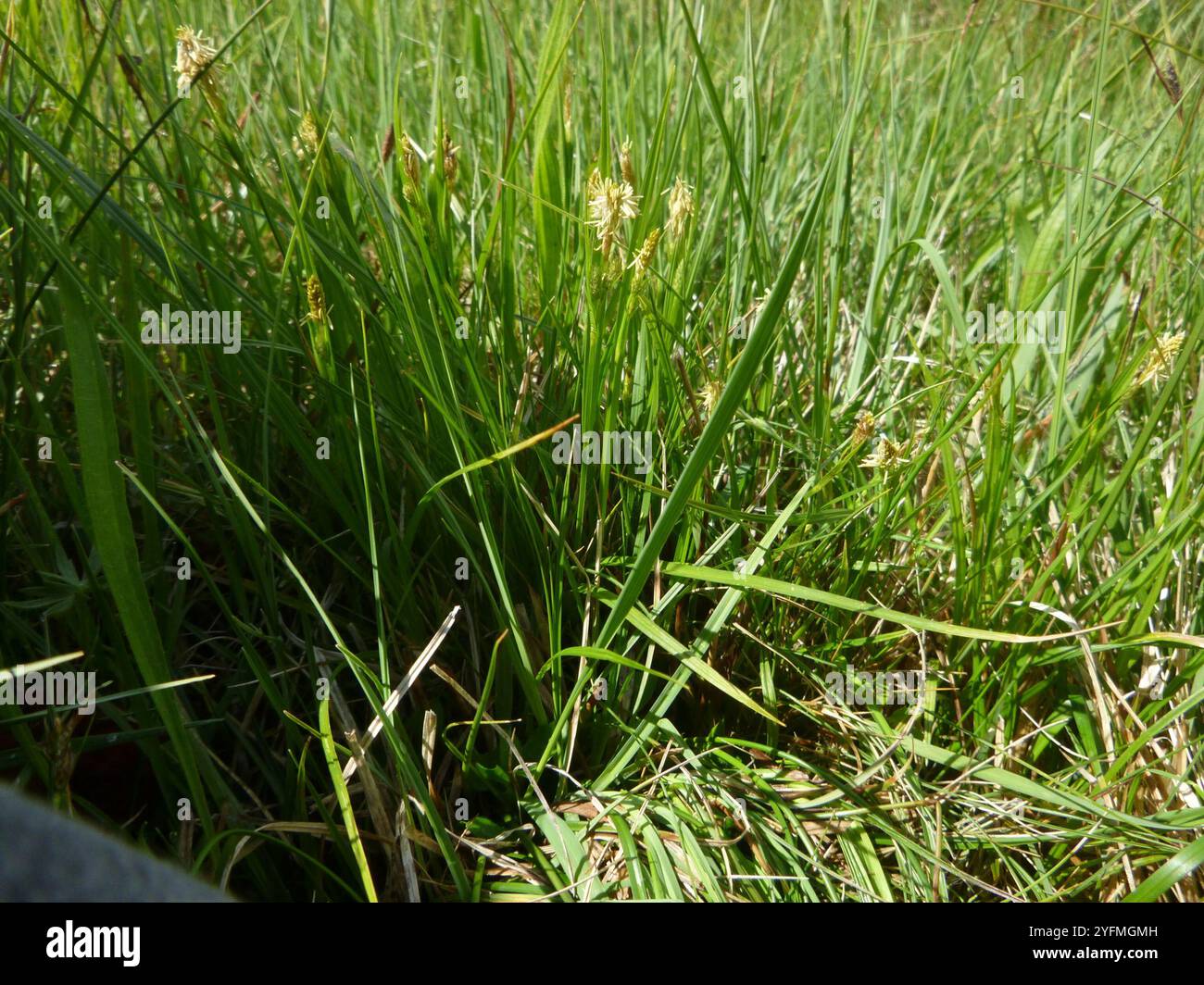 true sedges (Carex Stock Photo - Alamy