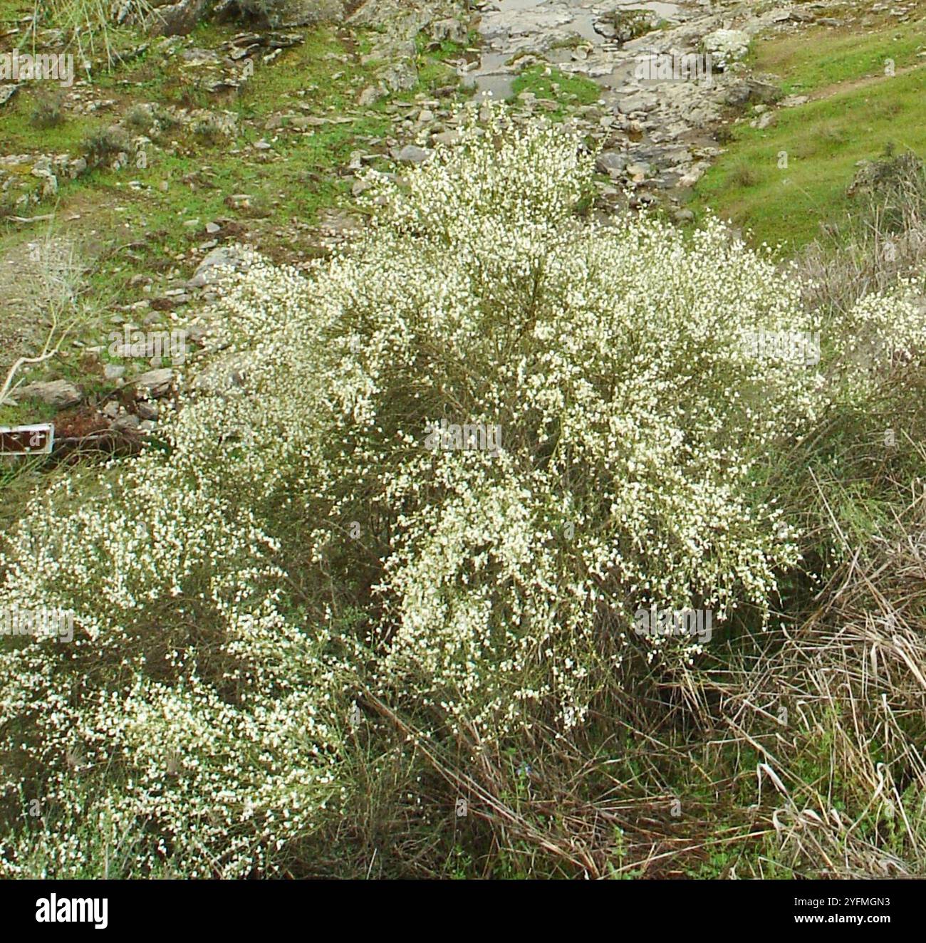 Spanish broom cytisus multiflorus hi-res stock photography and images ...