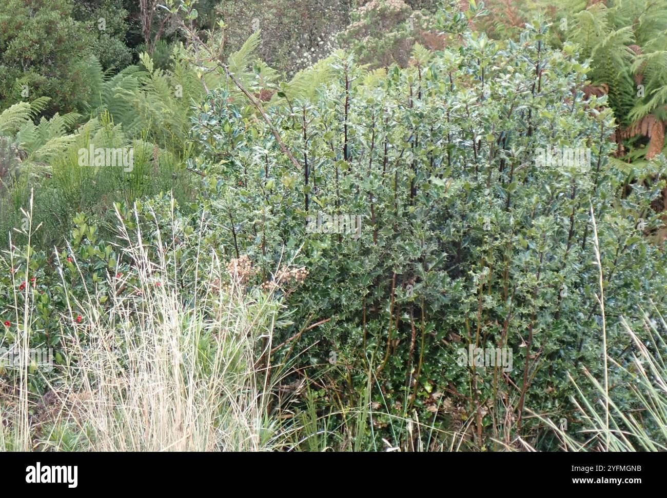 European holly (Ilex aquifolium Stock Photo - Alamy