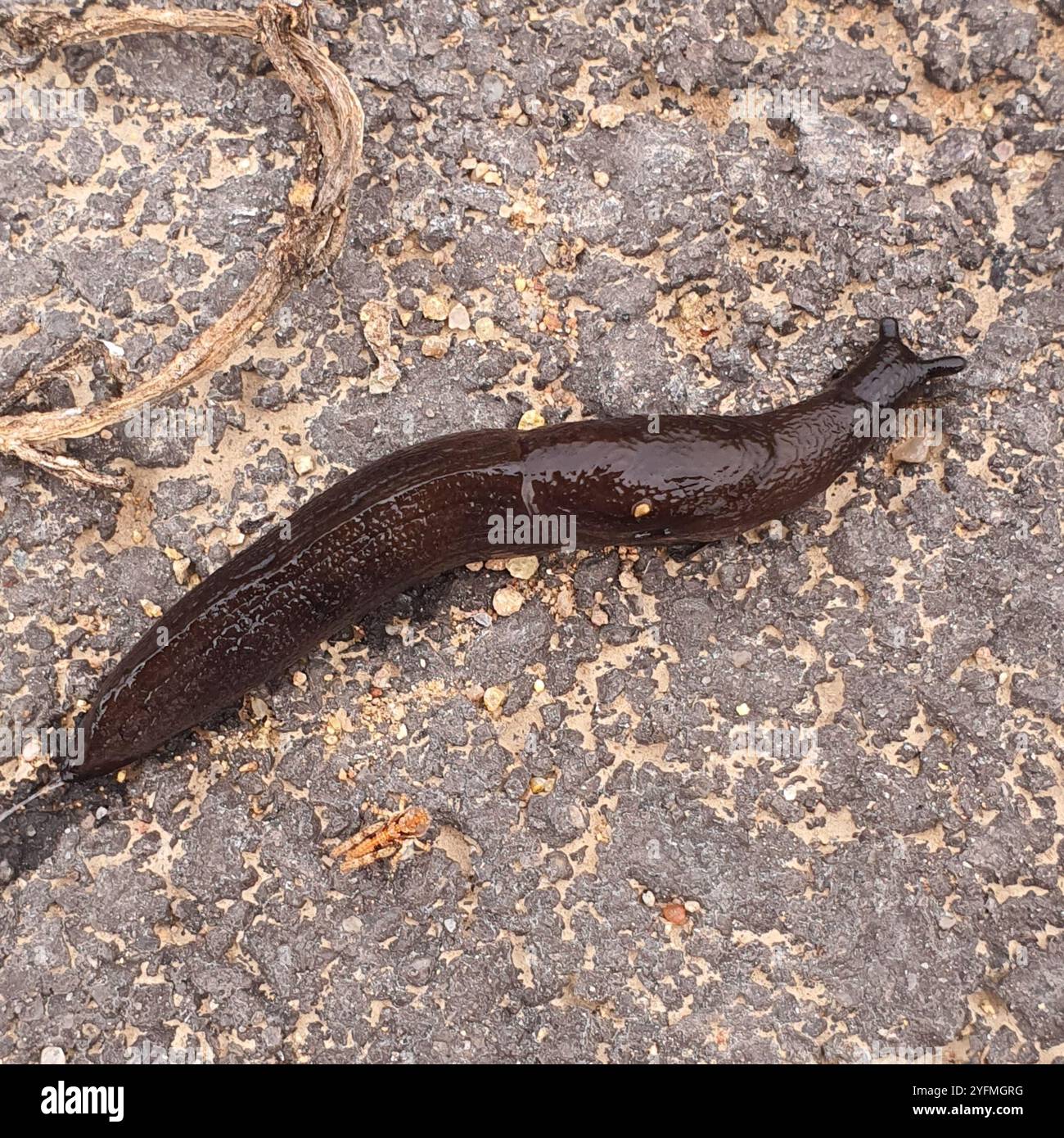 Greenhouse Slug (Milax gagates Stock Photo - Alamy