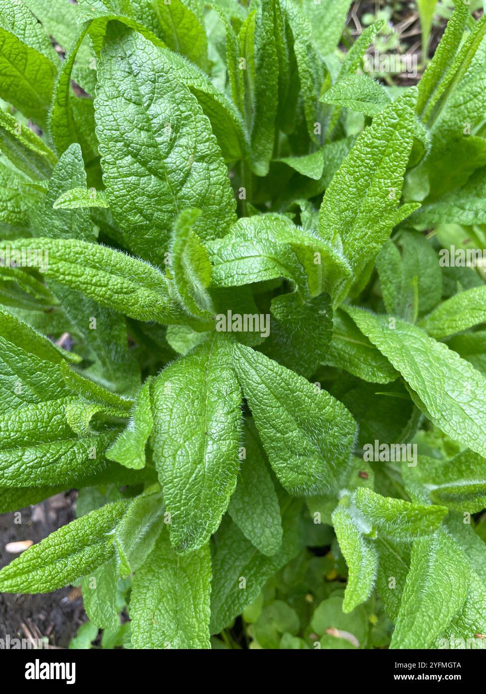 common boneset (Eupatorium perfoliatum Stock Photo - Alamy