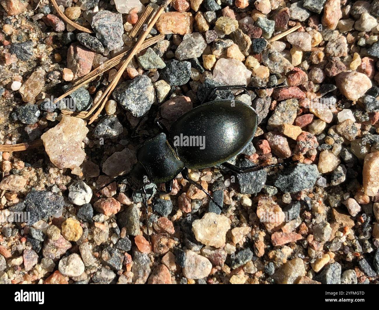 smooth ground beetle (Carabus glabratus Stock Photo - Alamy