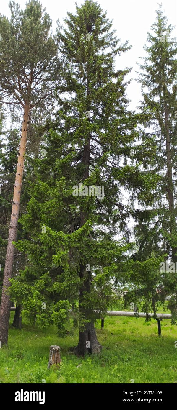 finnish spruce (Picea × fennica Stock Photo - Alamy