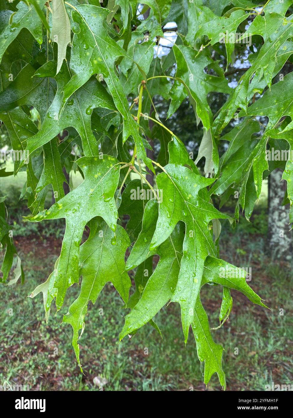 southern red oak (Quercus falcata Stock Photo - Alamy