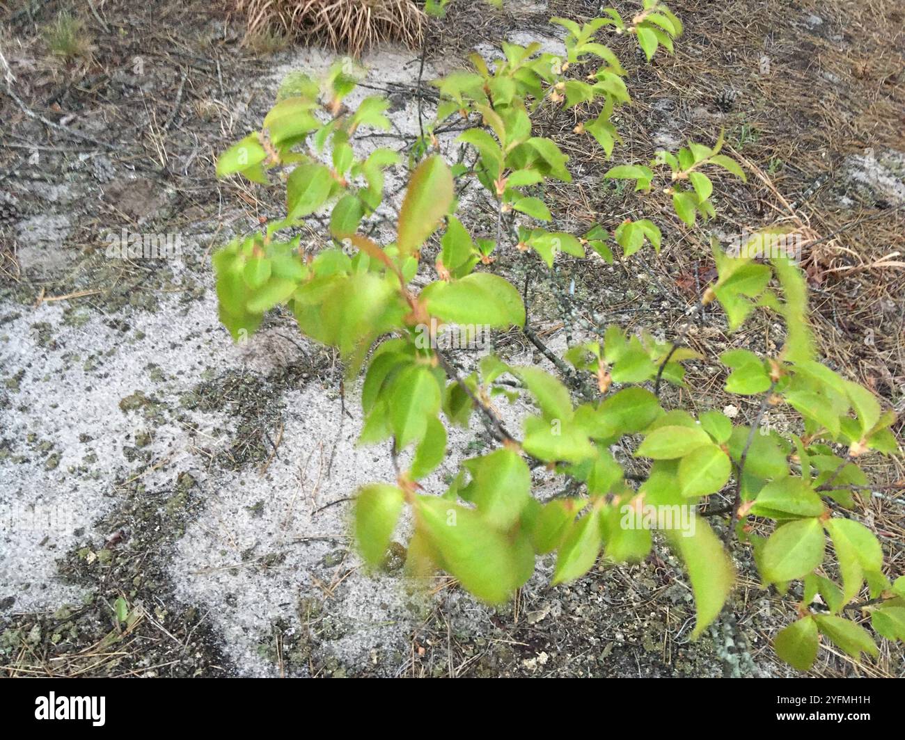 Beach plum prunus maritima hi-res stock photography and images - Alamy