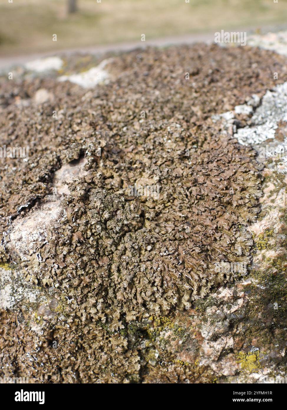 Blistered Camouflage Lichen (Xanthoparmelia loxodes Stock Photo - Alamy
