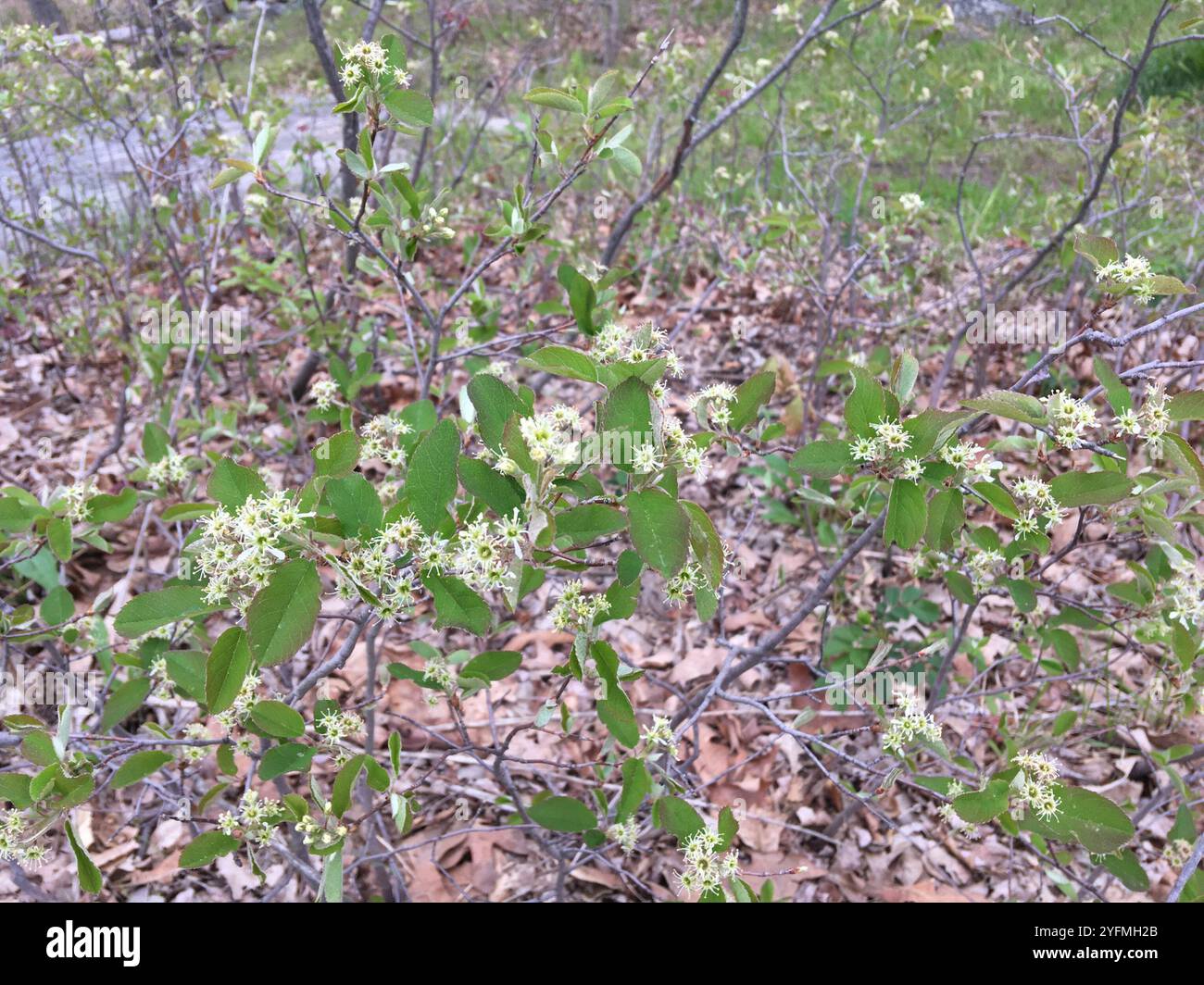 Nantucket Shadbush (Amelanchier nantucketensis Stock Photo - Alamy