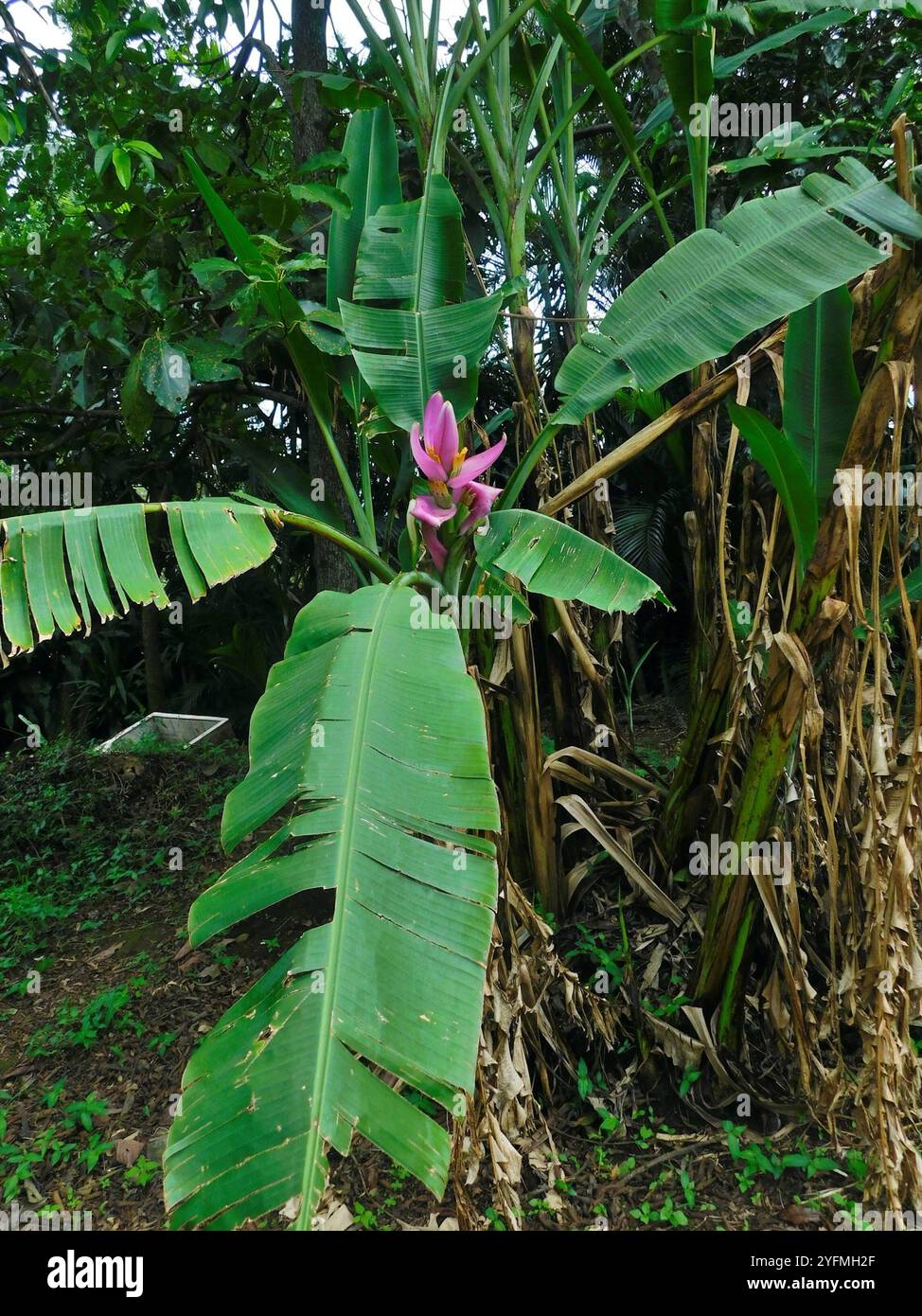 Flowering Banana (Musa ornata Stock Photo - Alamy