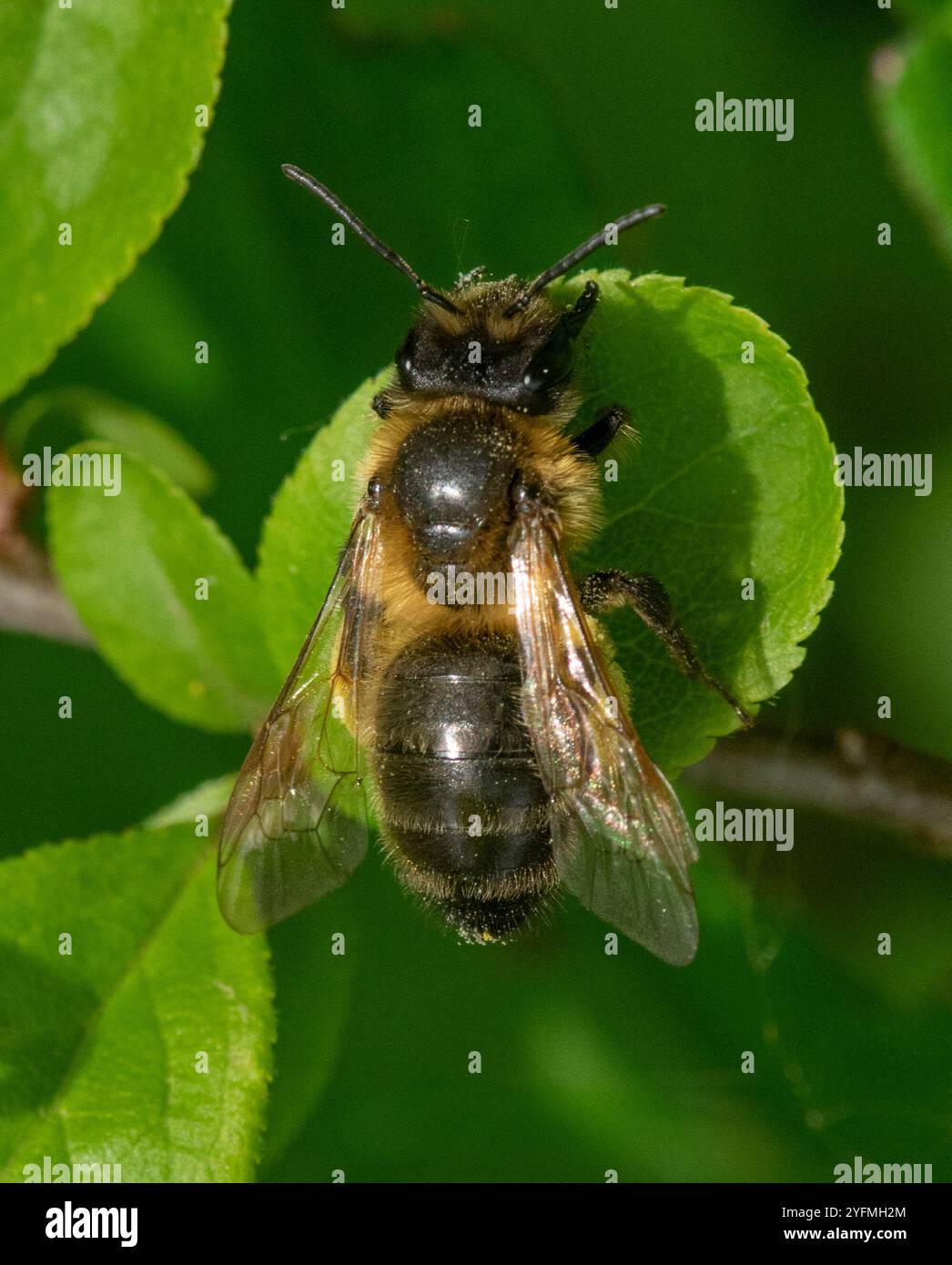 Chocolate Mining Bee (Andrena scotica Stock Photo - Alamy