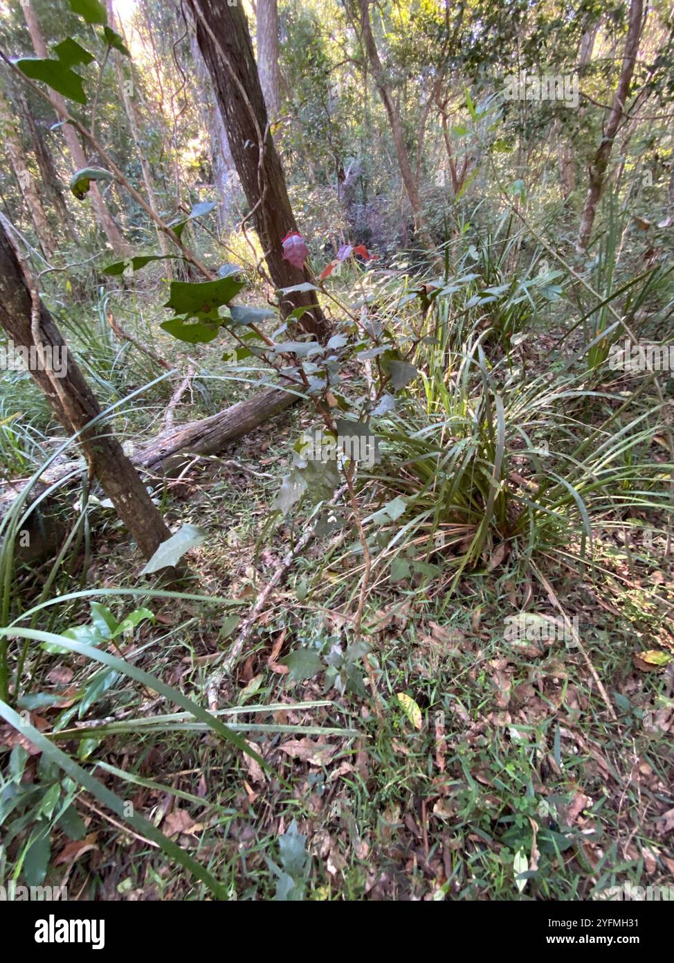 Native Holly (Alchornea ilicifolia Stock Photo - Alamy