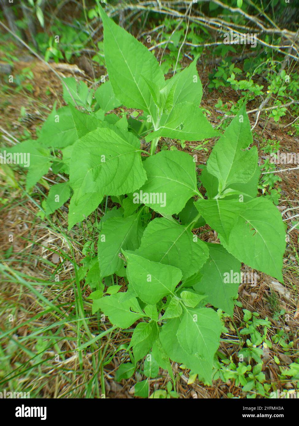 Yellow Crownbeard (Verbesina occidentalis Stock Photo - Alamy