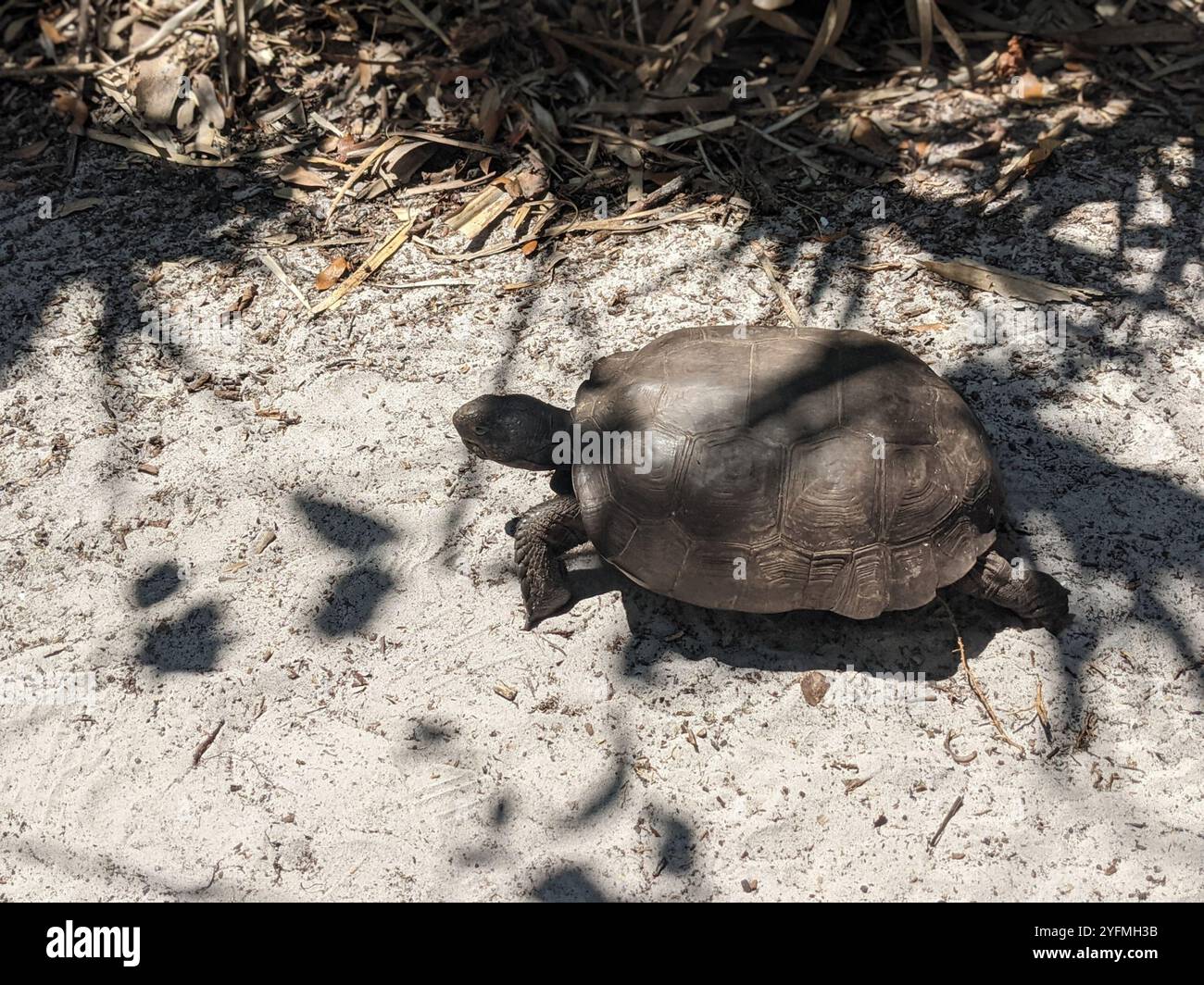 Gopher Tortoise (Gopherus polyphemus Stock Photo - Alamy