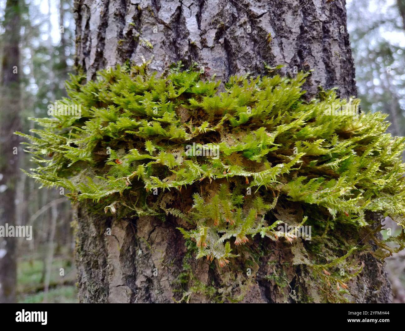 shingle moss (Neckera pennata Stock Photo - Alamy