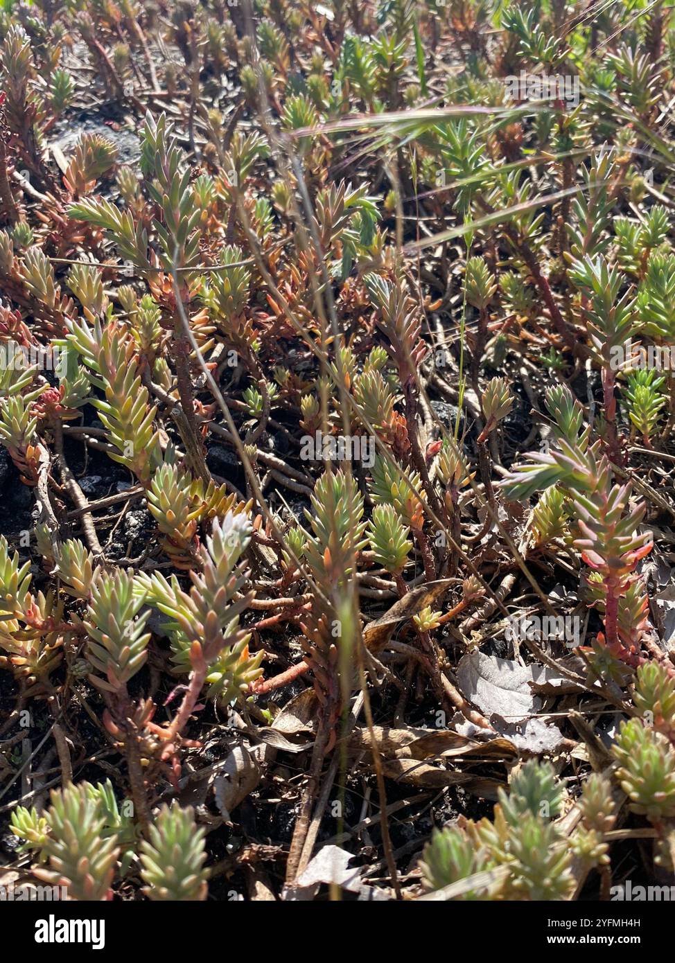 Reflexed Stonecrop (Petrosedum rupestre Stock Photo - Alamy