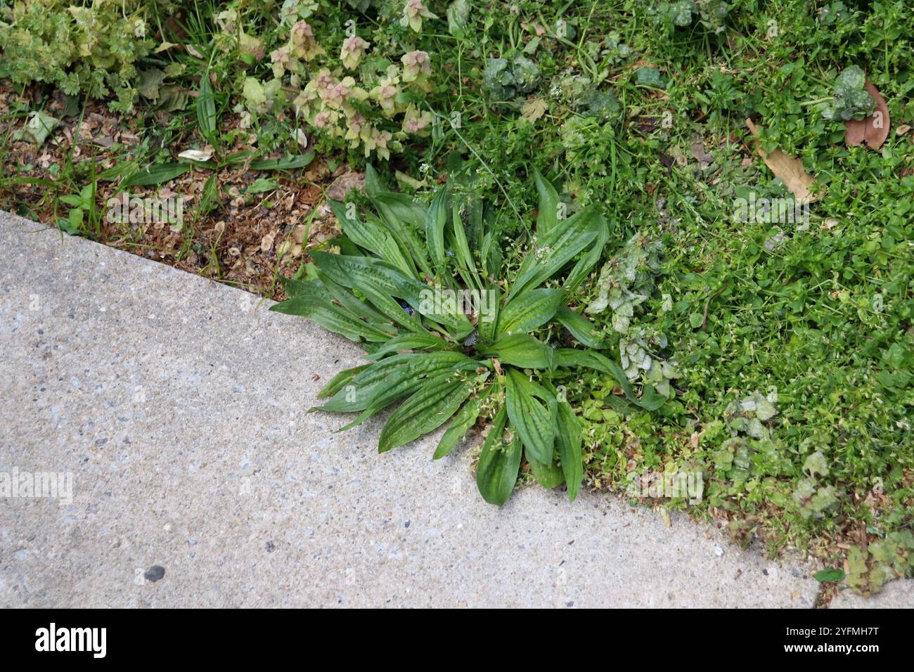 ribwort plantain (Plantago lanceolata Stock Photo - Alamy