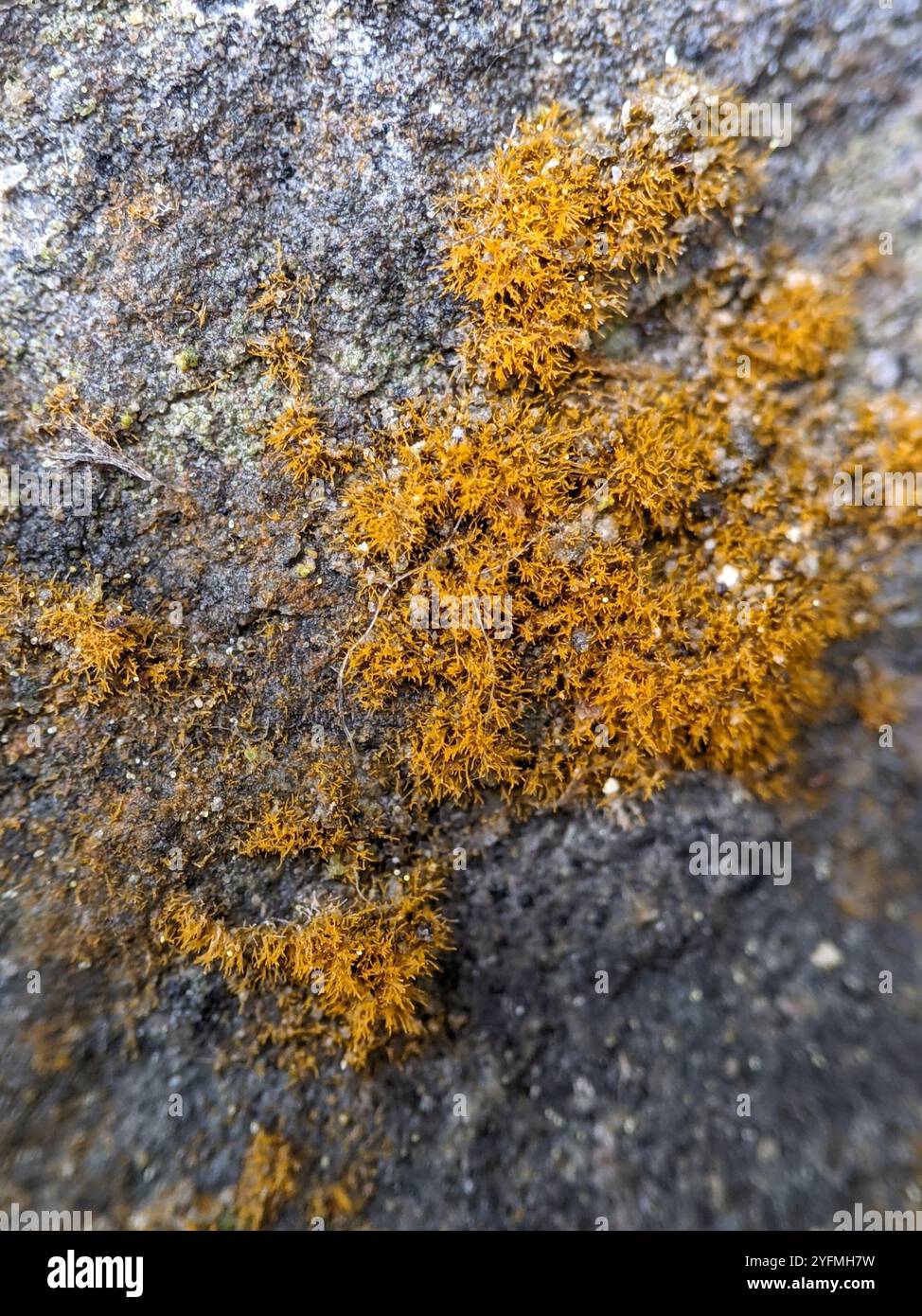 Polycauliona hi-res stock photography and images - Alamy