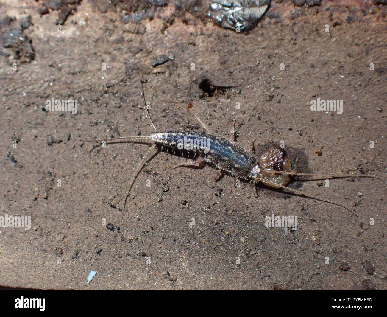 Four-lined Silverfish (Ctenolepisma lineatum Stock Photo - Alamy