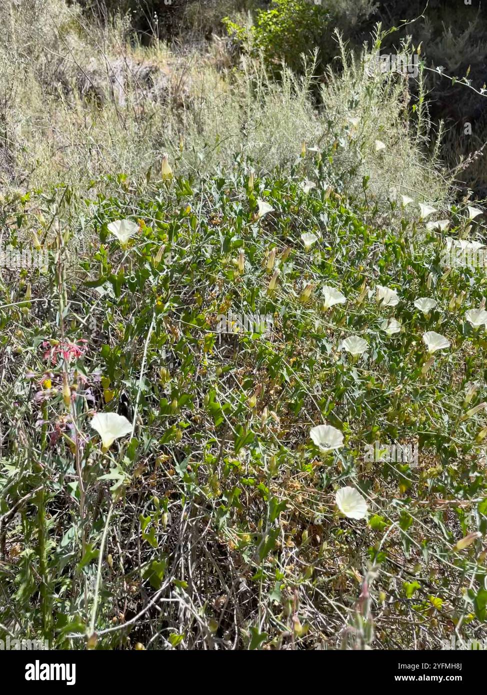 Pacific False Bindweed (Calystegia purpurata Stock Photo - Alamy