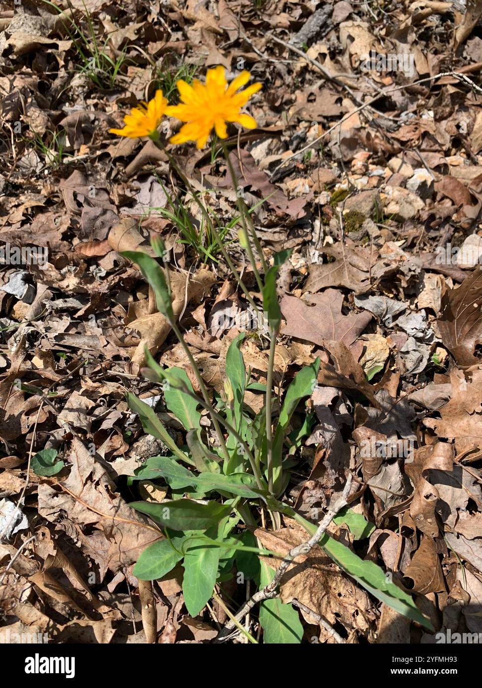 Two-flower Dwarf-dandelion (Krigia biflora Stock Photo - Alamy