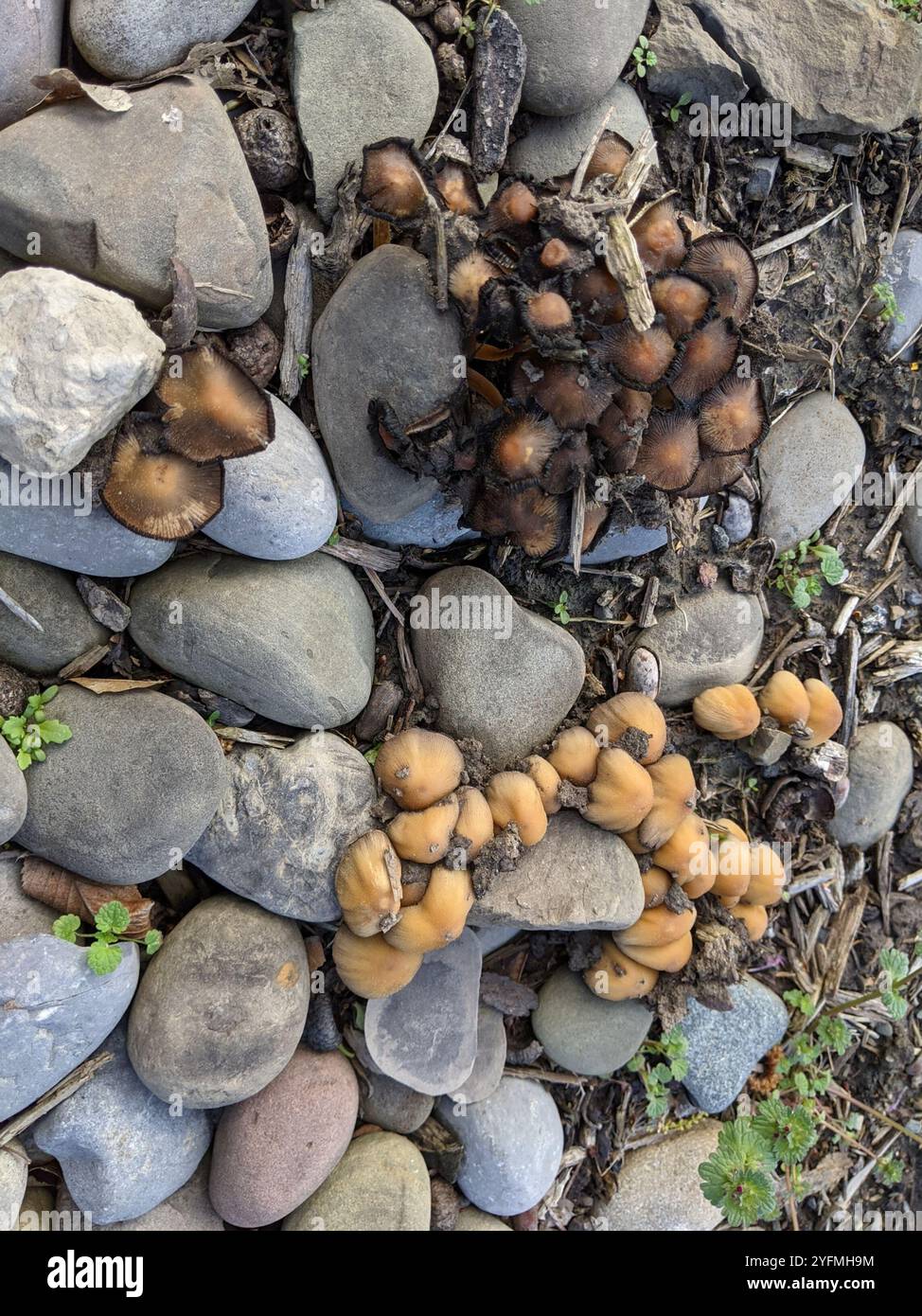 mica cap (Coprinellus micaceus Stock Photo - Alamy