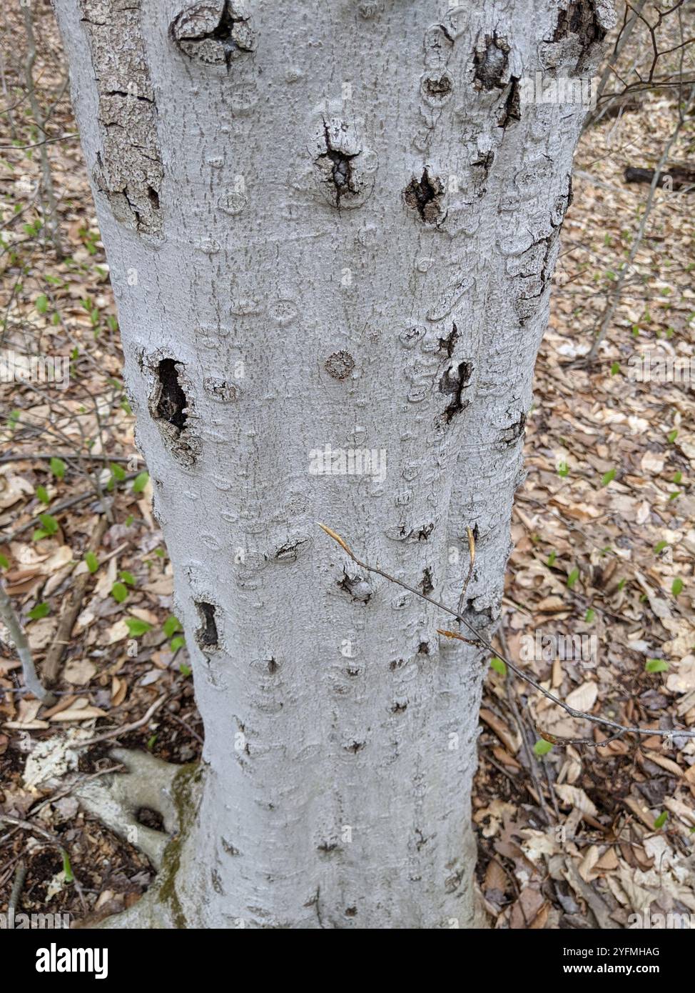 Beech Bark Canker Fungus (Neonectria faginata Stock Photo - Alamy