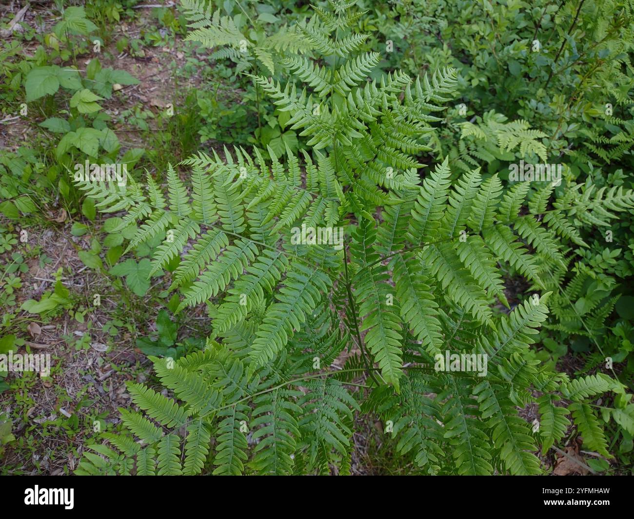 common bracken (Pteridium aquilinum Stock Photo - Alamy