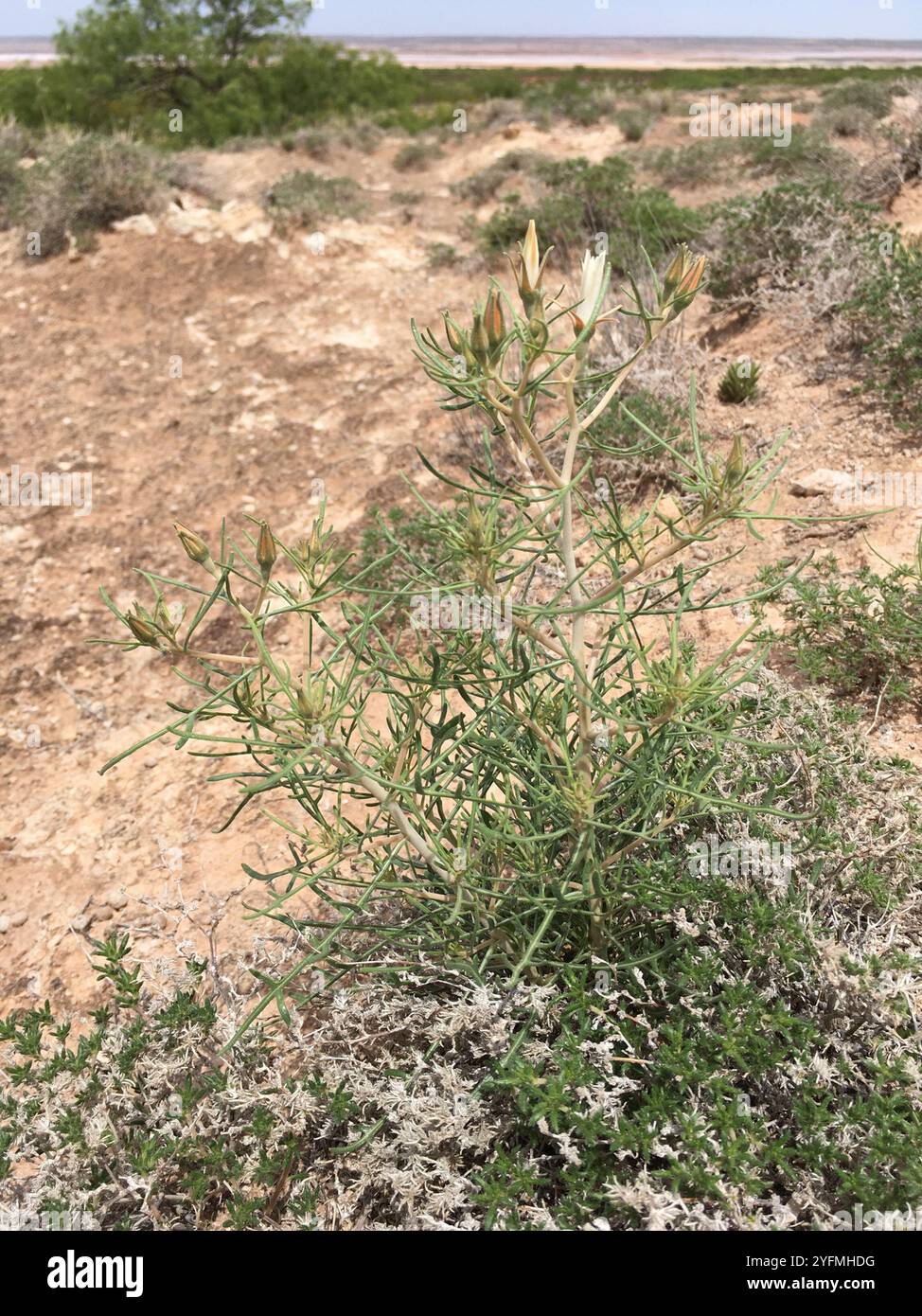 (Mentzelia humilis humilis Stock Photo - Alamy