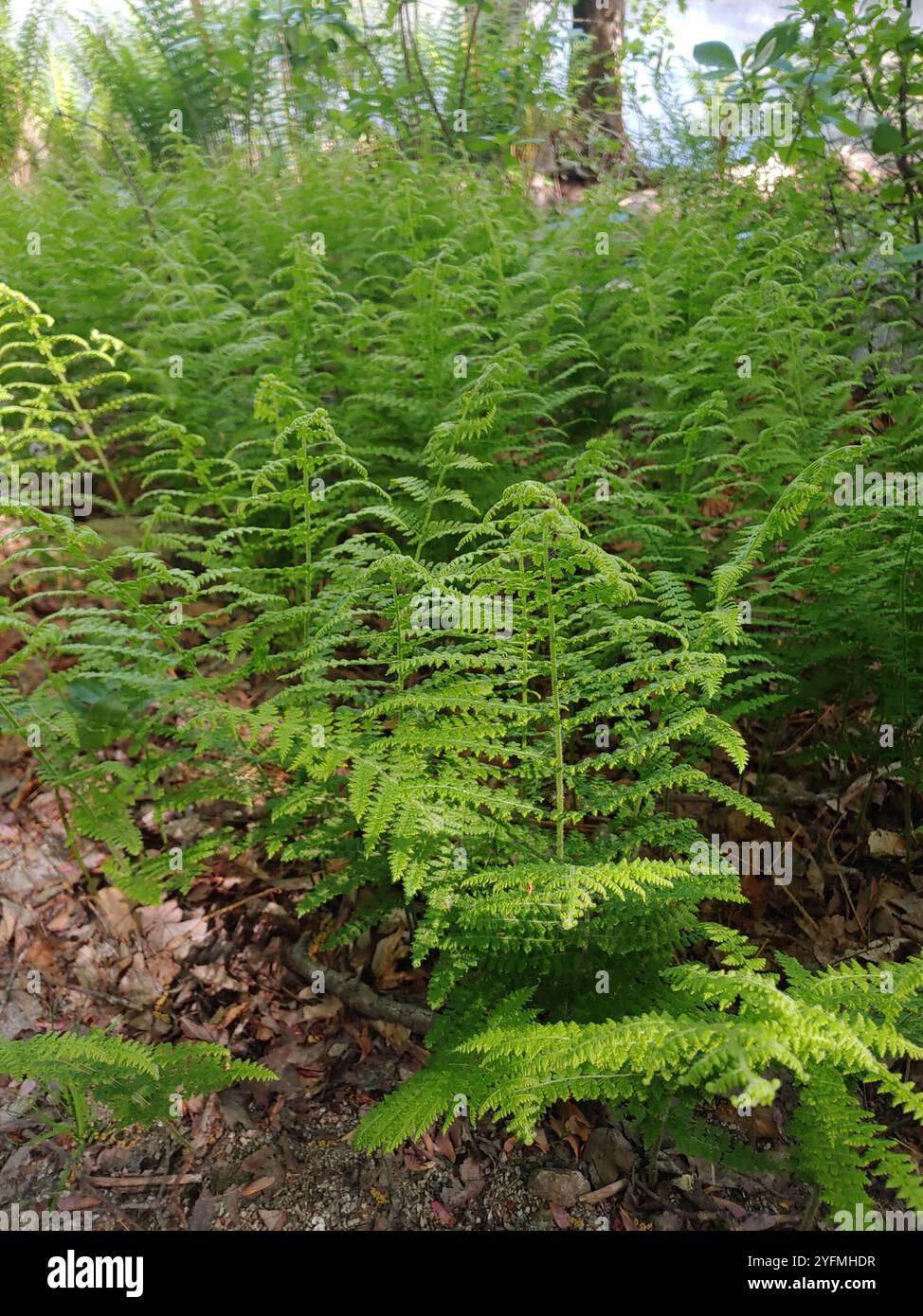 bracken family (Dennstaedtiaceae Stock Photo - Alamy