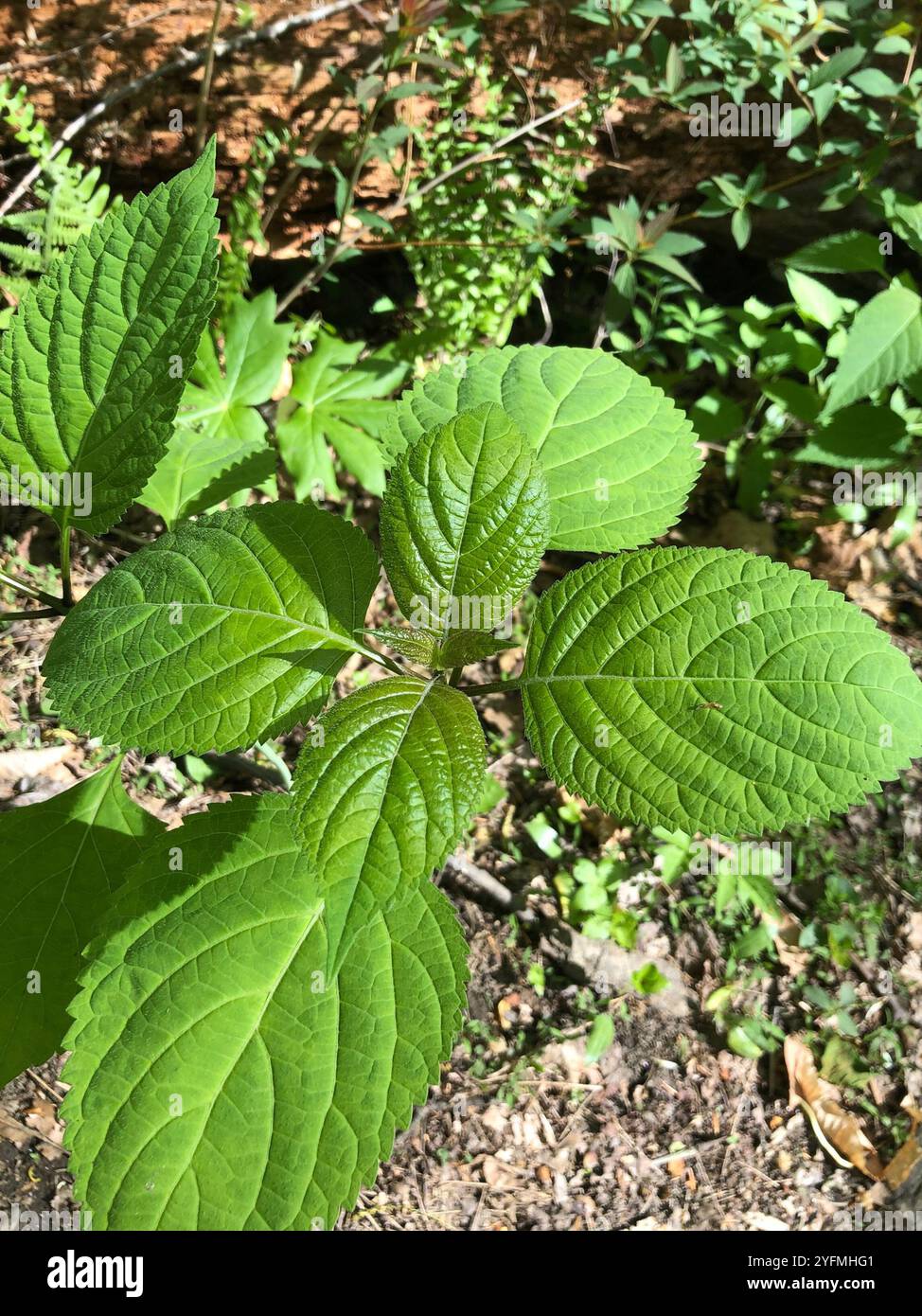 wild hydrangea (Hydrangea arborescens Stock Photo - Alamy
