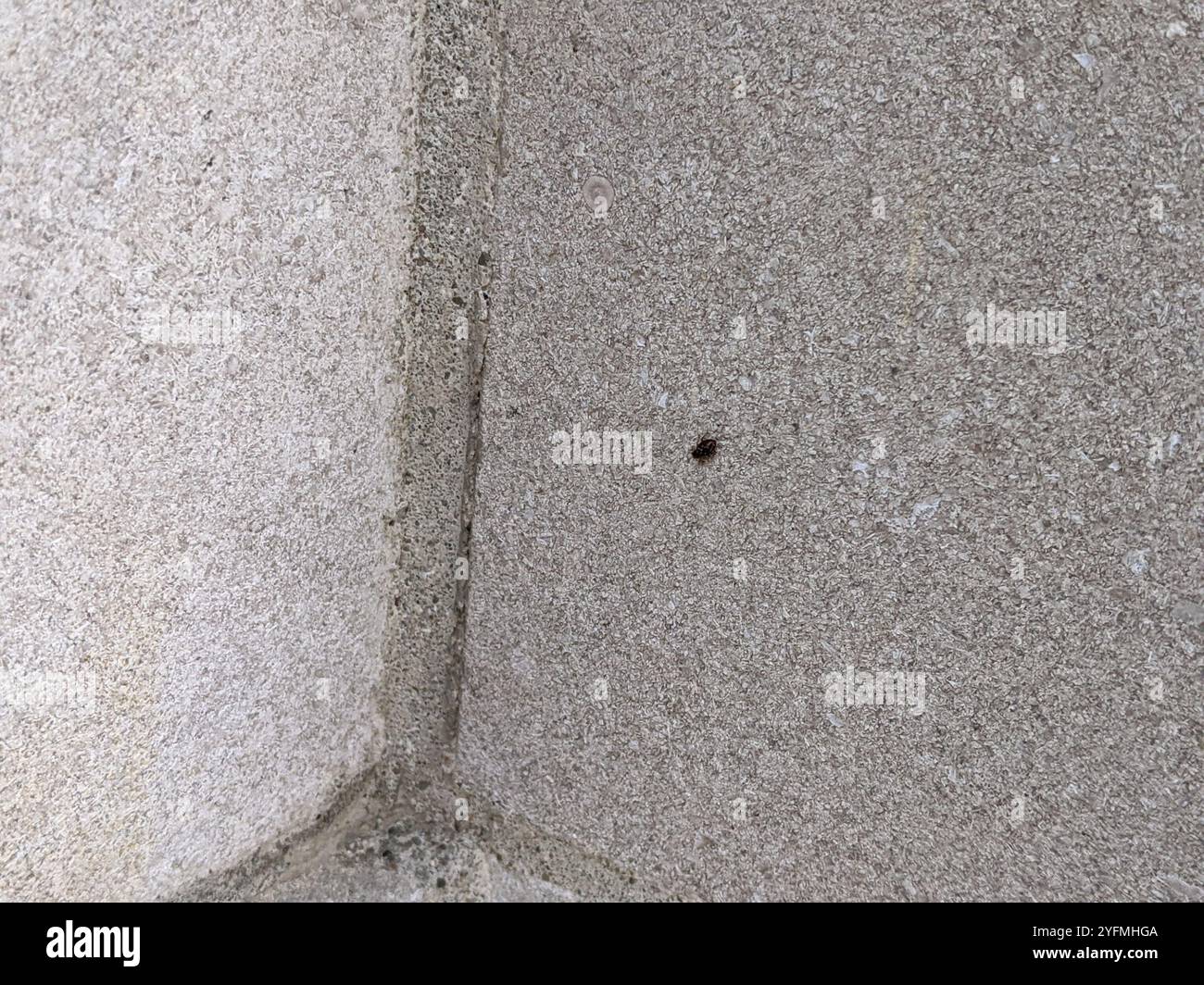 Hairy Spider Weevil (Barypeithes pellucidus Stock Photo - Alamy