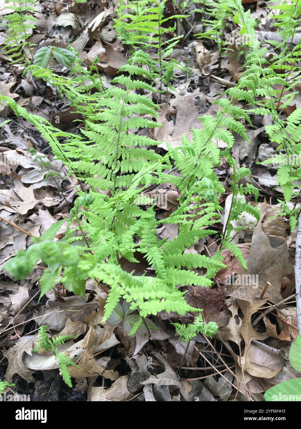 marsh fern (Thelypteris palustris Stock Photo - Alamy