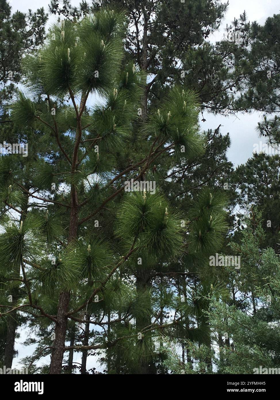 longleaf pine (Pinus palustris Stock Photo - Alamy