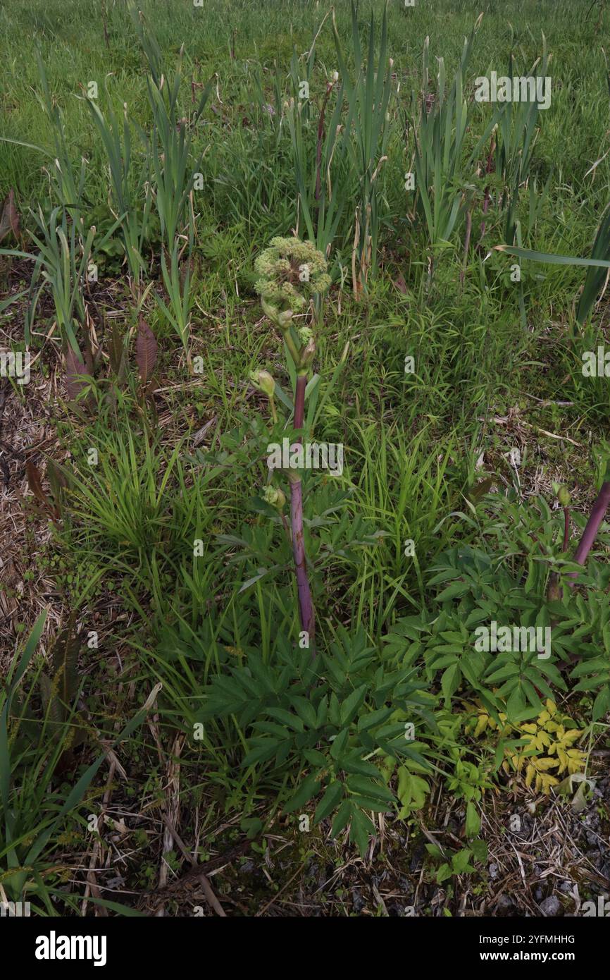 purple-stemmed angelica (Angelica atropurpurea Stock Photo - Alamy