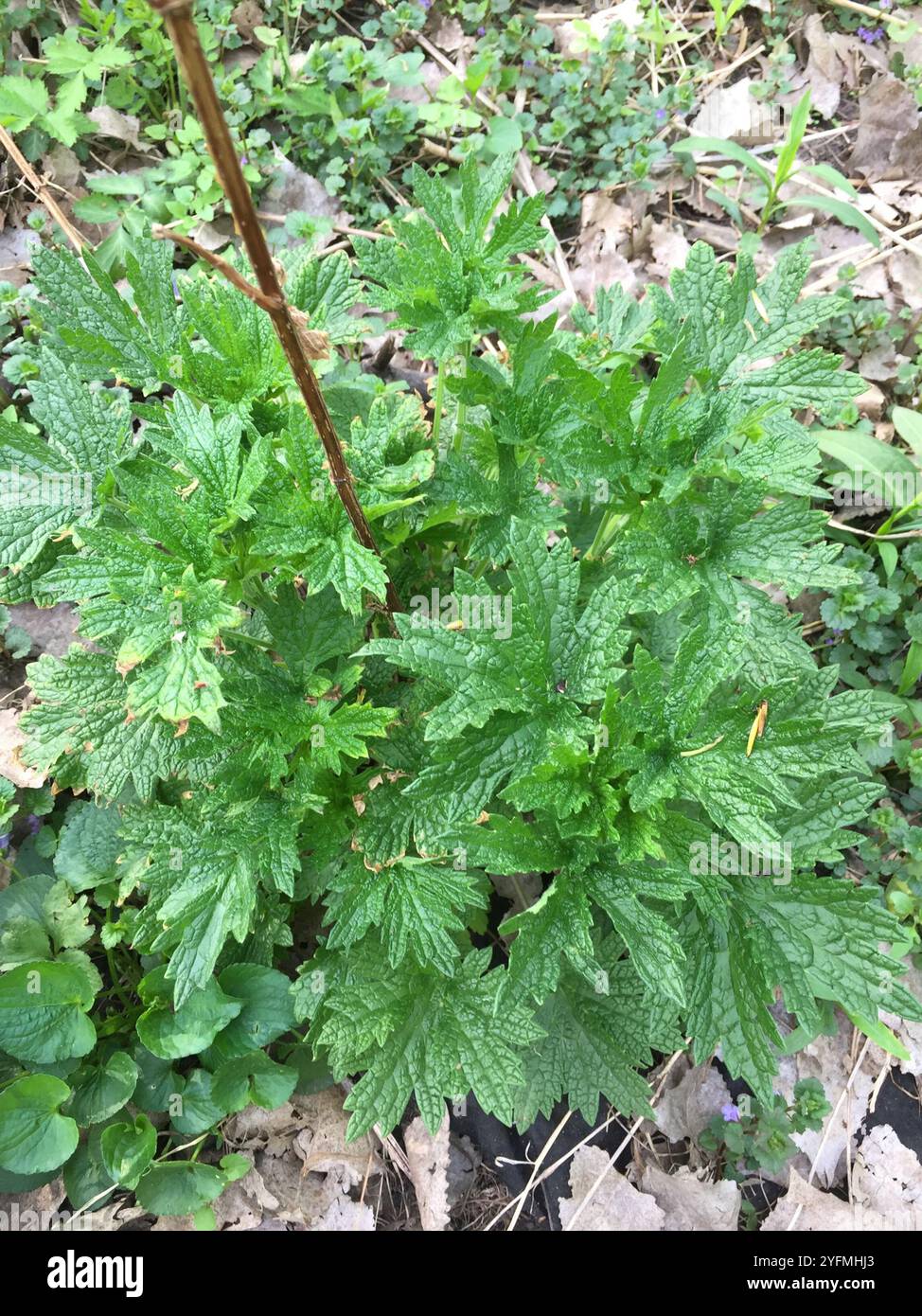 common motherwort (Leonurus cardiaca Stock Photo - Alamy