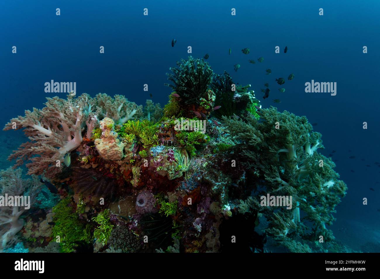 A bright vibrant coloured soft and hard coral reef with small fish swimming atop against a clear ...