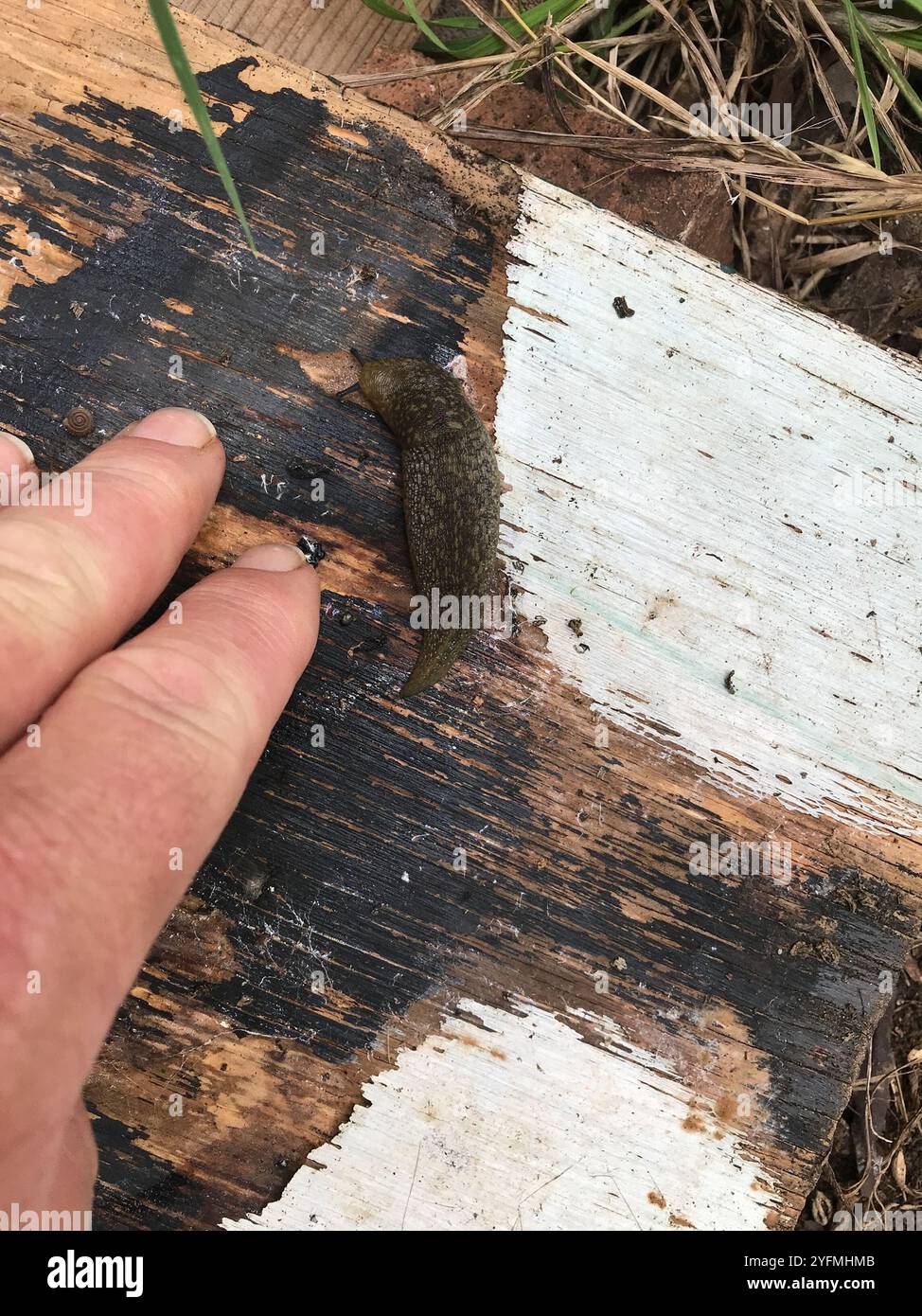 Cellar Slugs (Limacus Stock Photo - Alamy