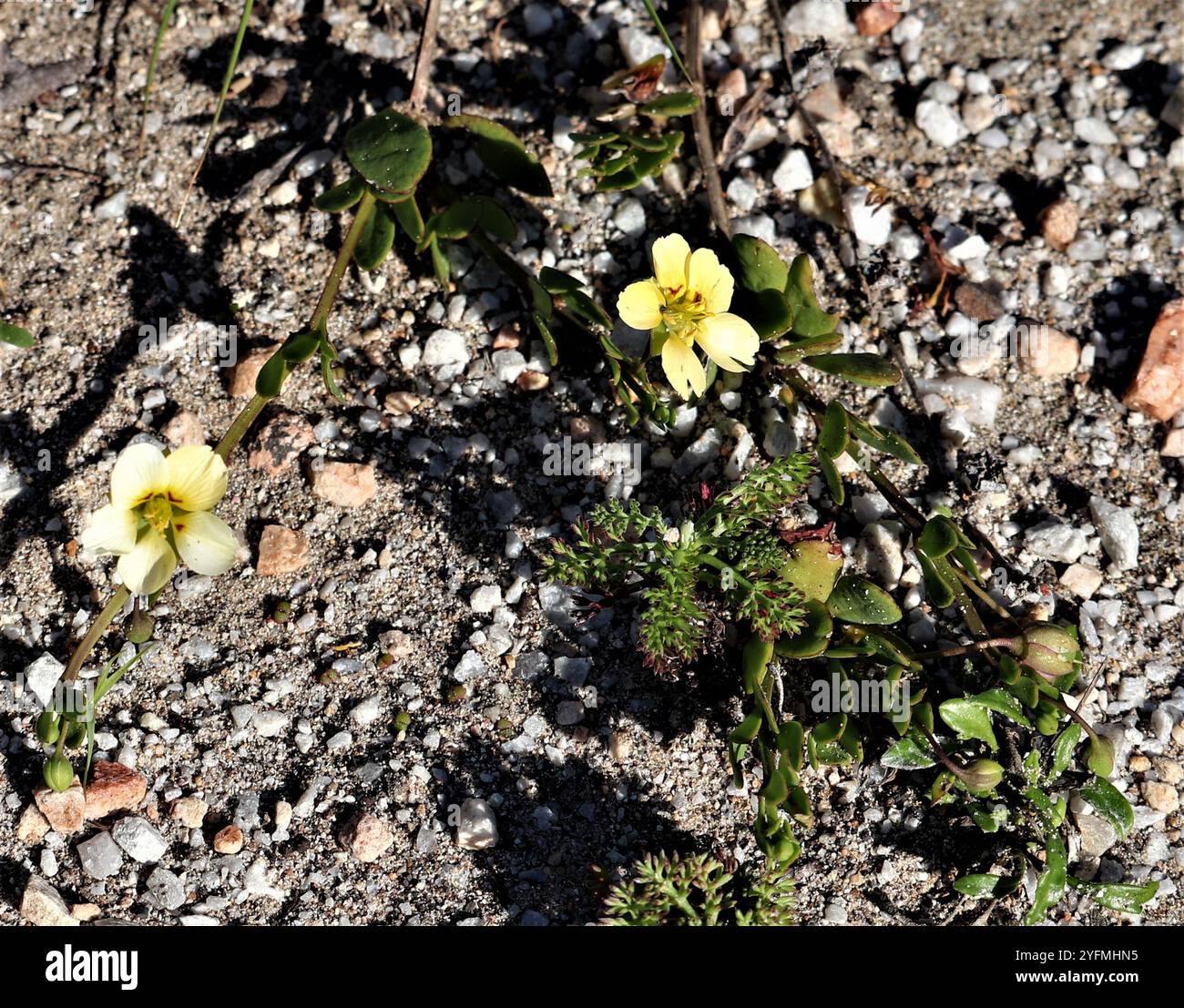 Beach Twinleaf (Roepera maritima Stock Photo - Alamy