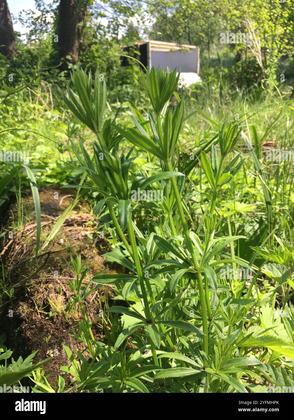 River Bedstraw (Galium rivale Stock Photo - Alamy