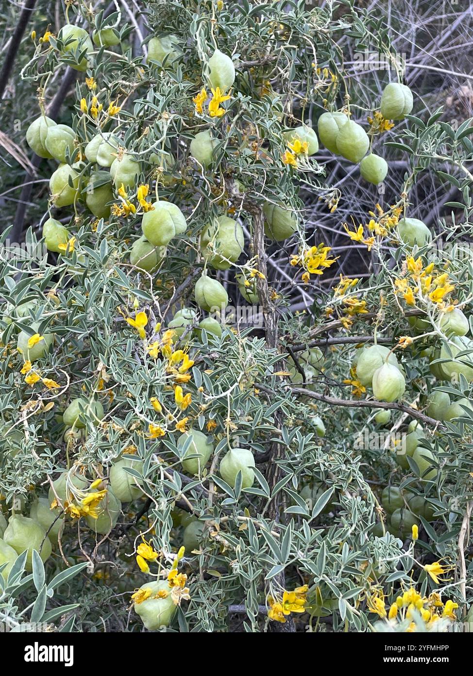 Bladderpod (Cleomella arborea Stock Photo - Alamy