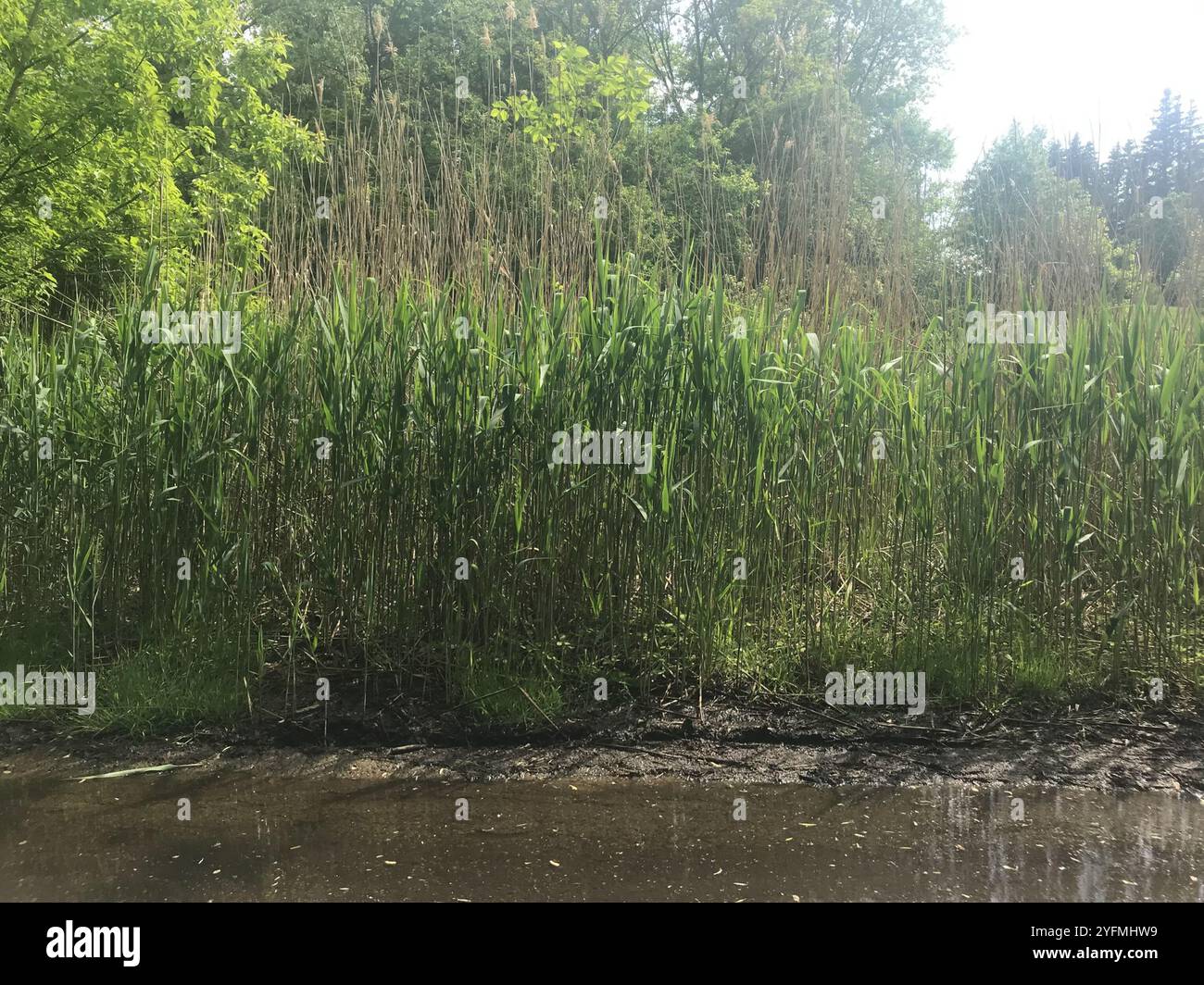 European reed (Phragmites australis australis Stock Photo - Alamy