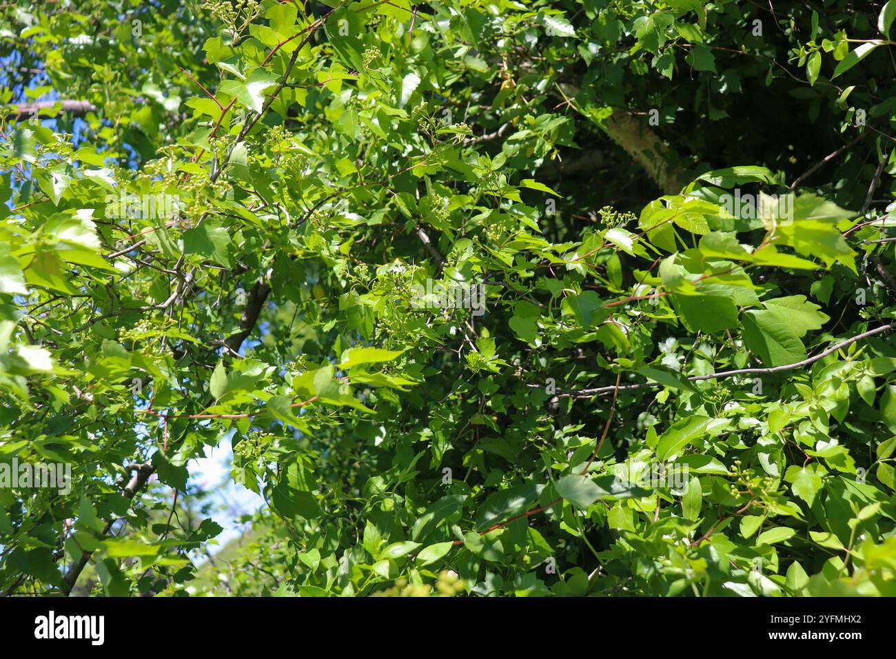 grape family (Vitaceae Stock Photo - Alamy