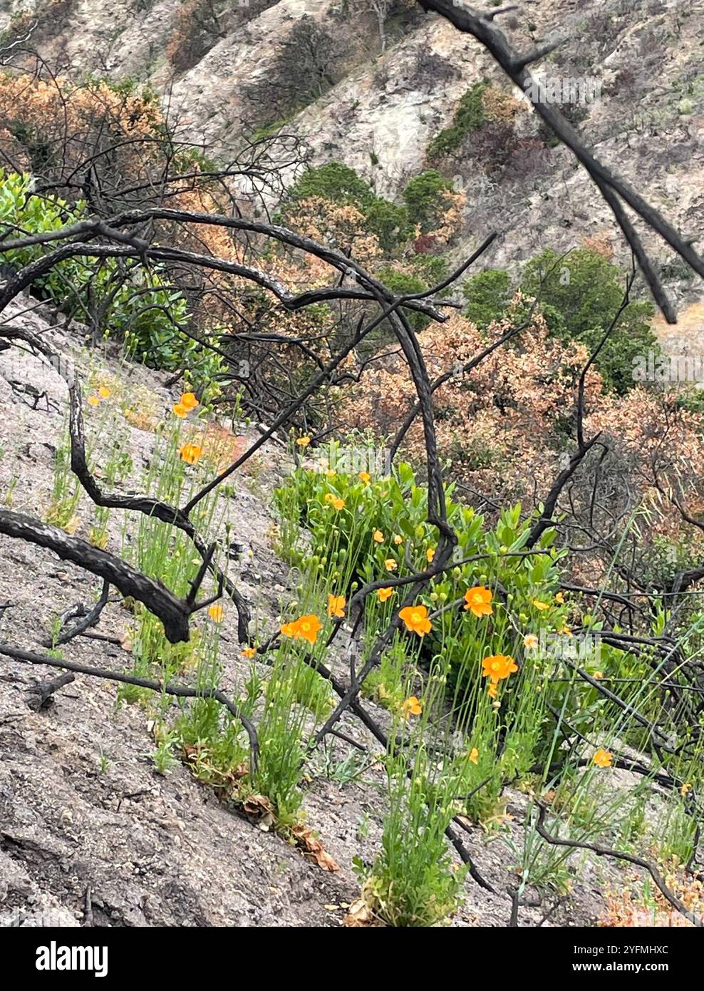 fire poppy (Papaver californicum Stock Photo - Alamy